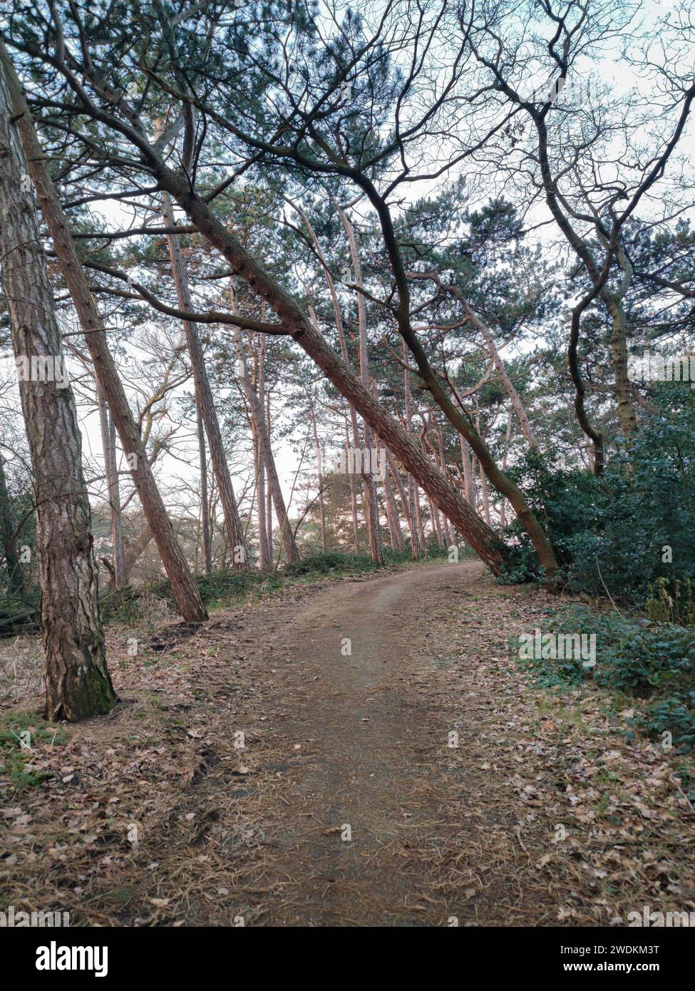 Hiking trail in a forest with leaning pine trees Stock Photo - Alamy