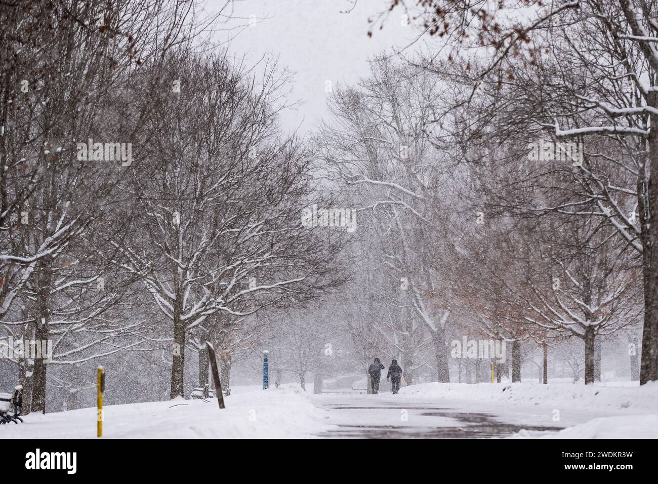 Heavy snow squalls of lake-effect snow falls over Springbank Park in ...