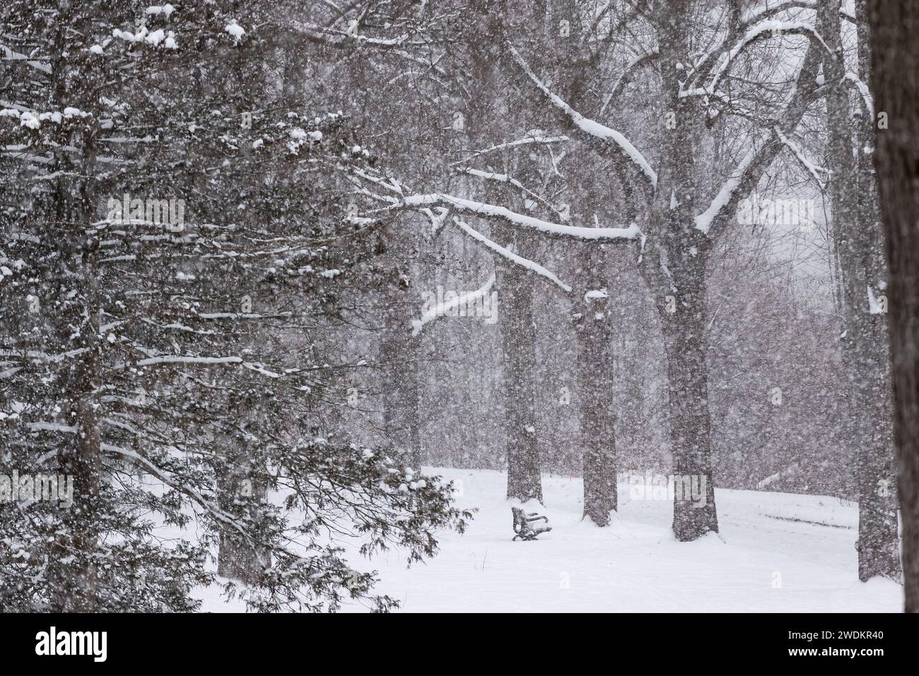 Heavy snow squalls of lake-effect snow falls over Springbank Park in ...