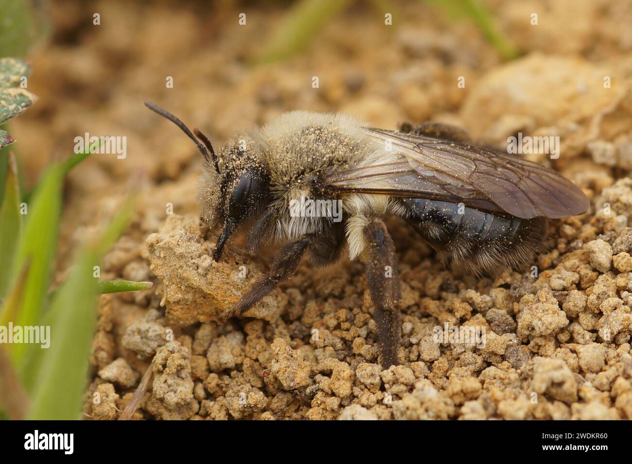 Natural closeup on a fluffy, female European grey-backed mining bee ...