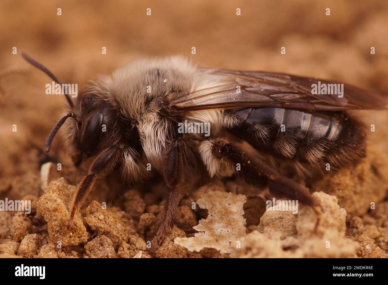 Natural closeup on a fluffy, female European grey-backed mining bee ...