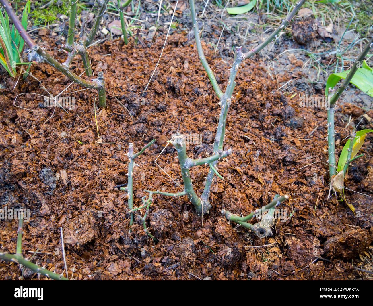 Trimming and mulching roses for the winter Stock Photo - Alamy