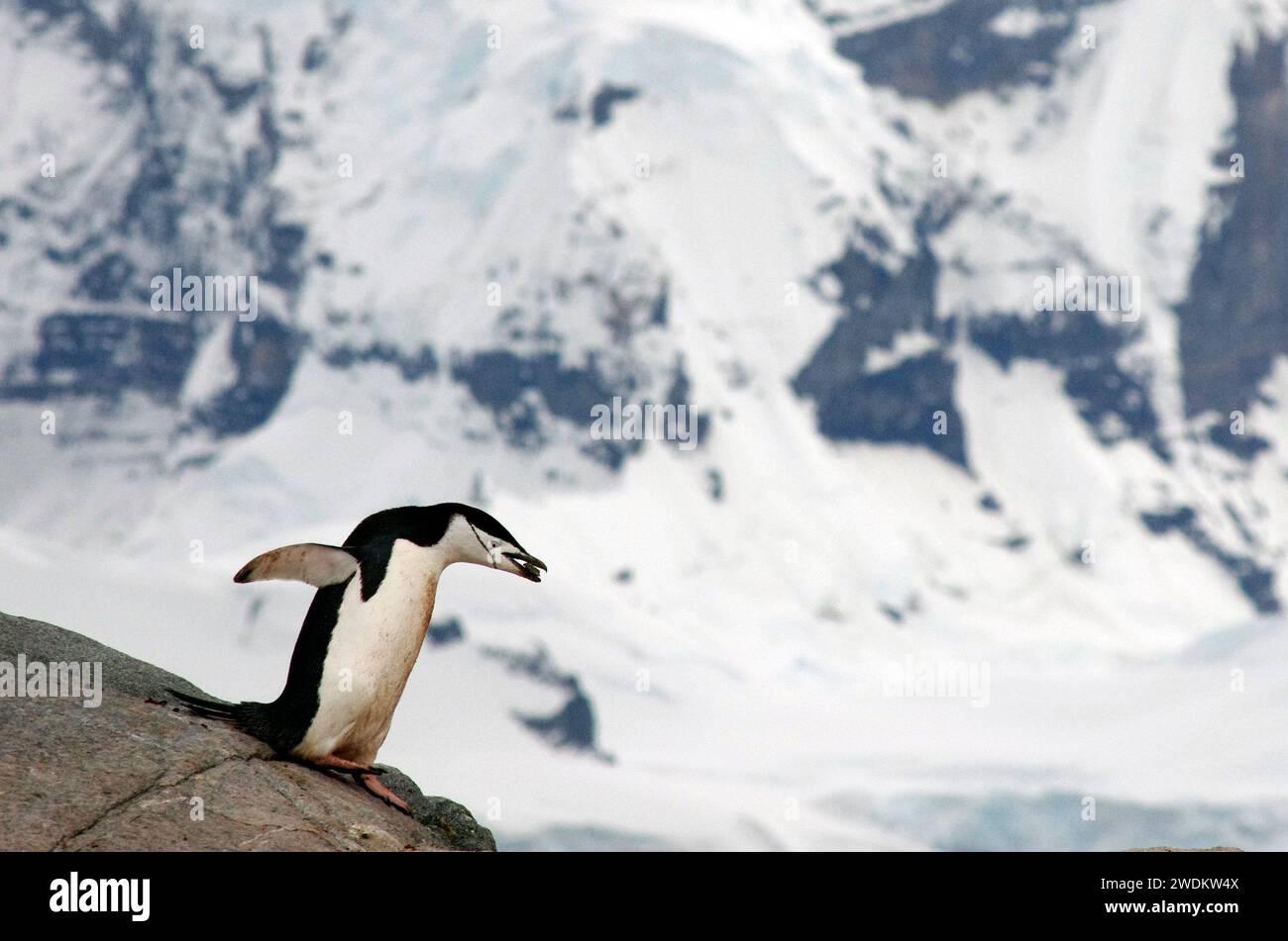 Chinstrap penguin carrying a rock in its beak at Useful Island ...