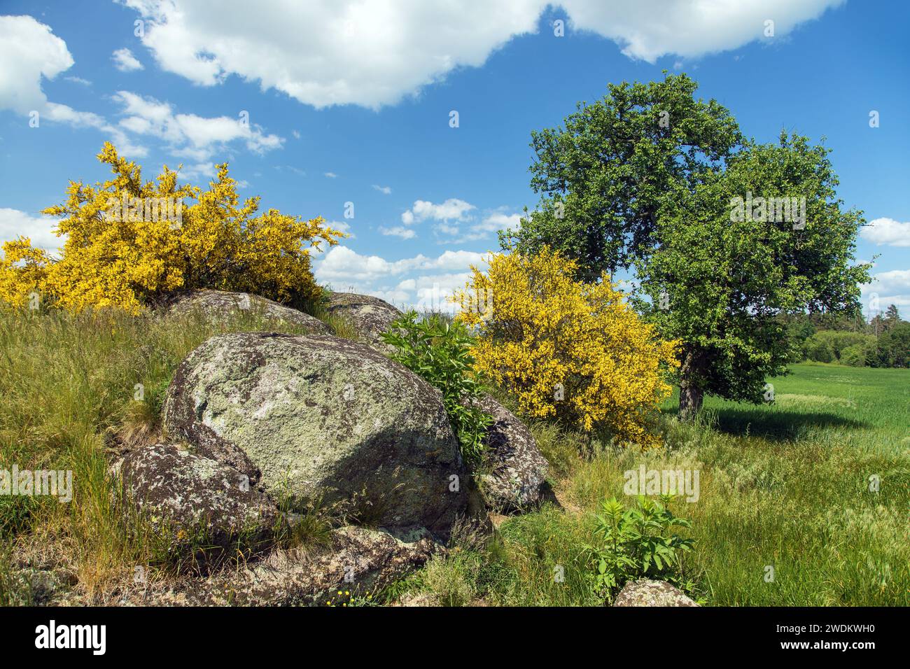 Cytisus scoparius, the common broom or Scotch broom yellow flowering in ...