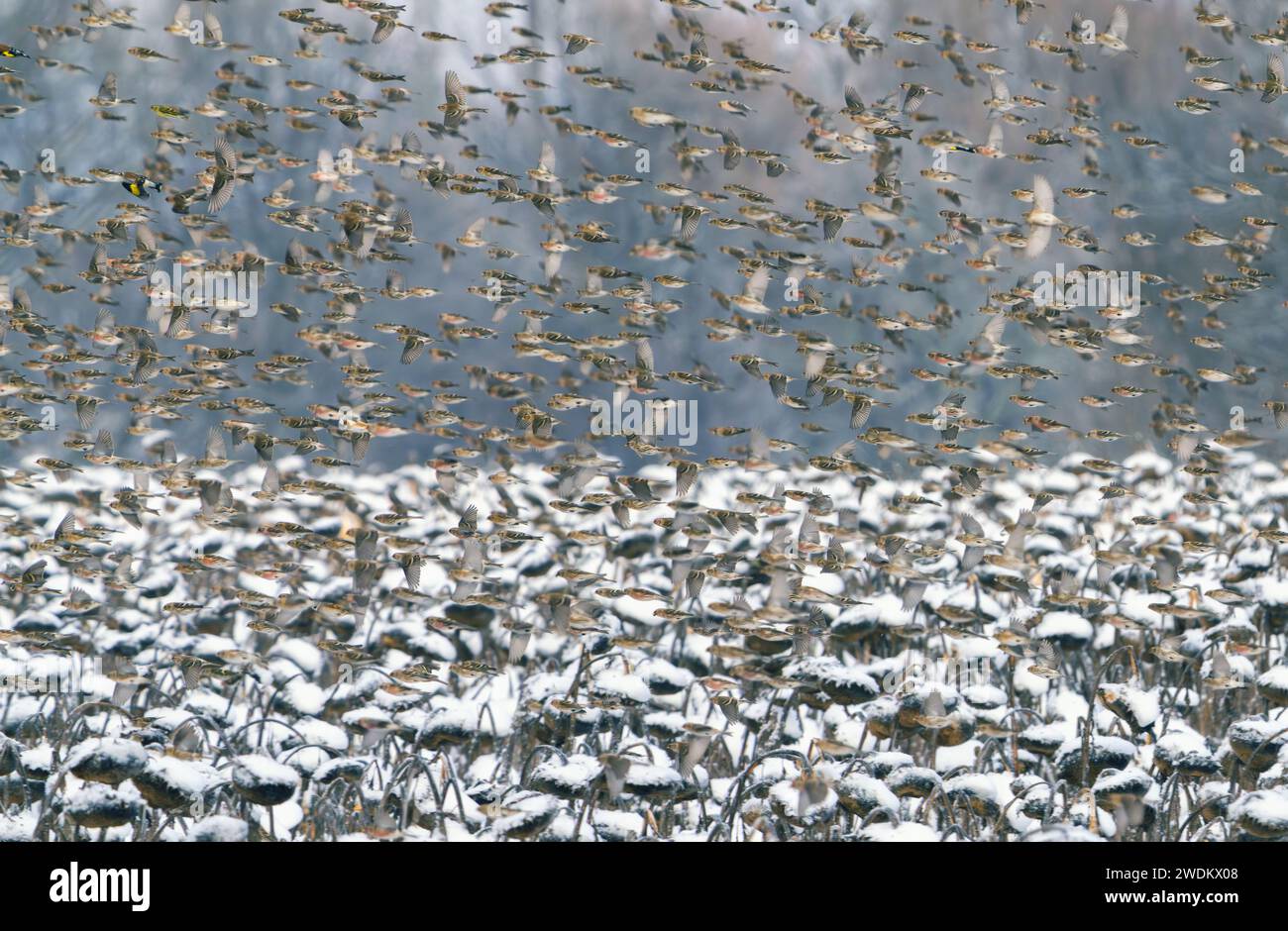 Huge flocks of birds attack sunflower fields left for winter and ...