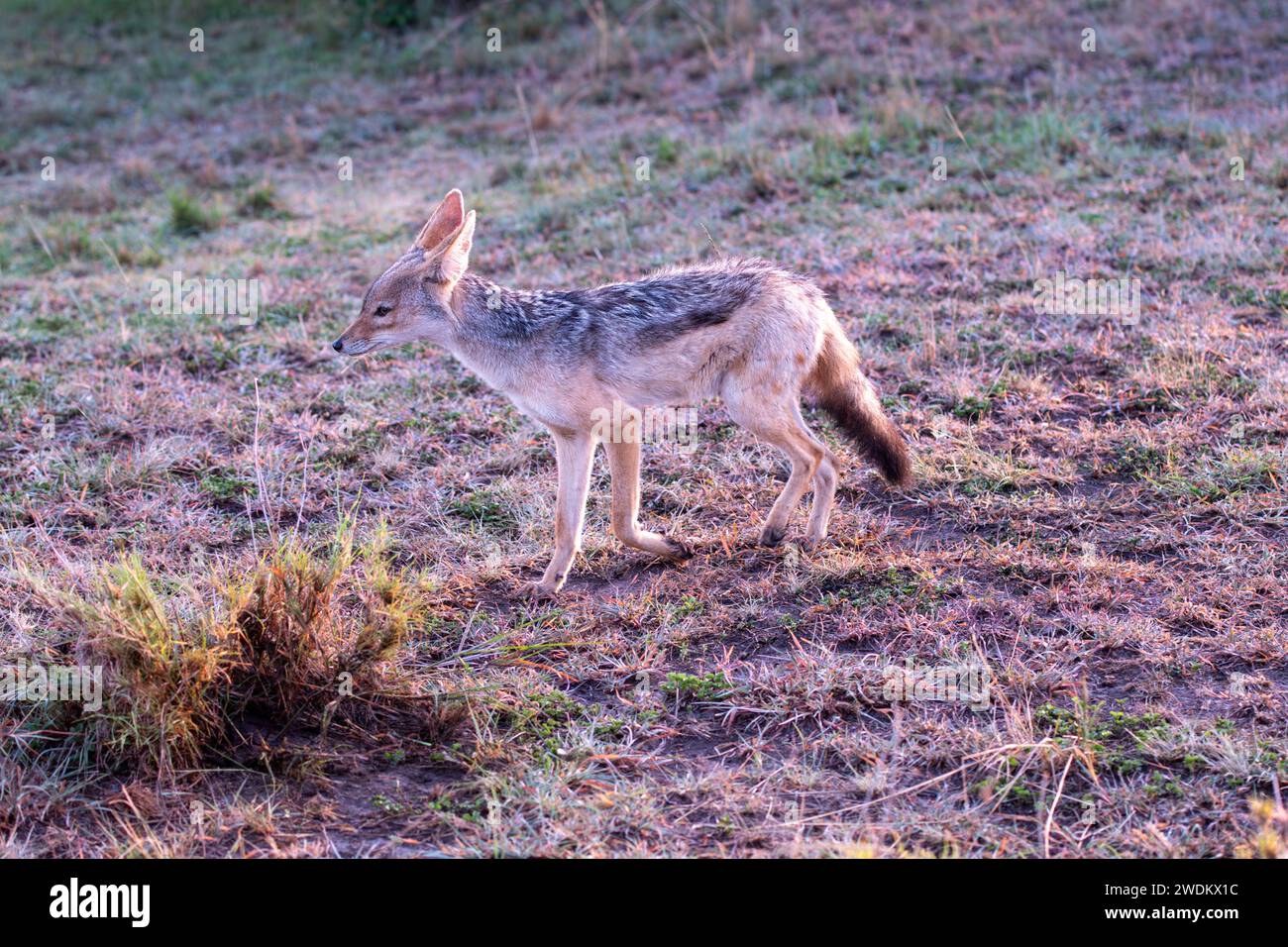 Silver-backed jackal on grassland Stock Photo - Alamy