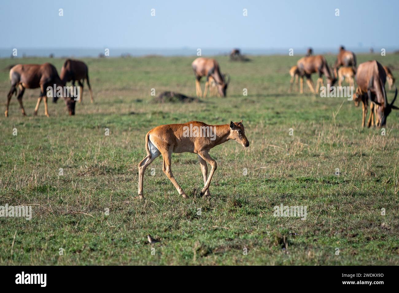 Calf dog hi-res stock photography and images - Alamy