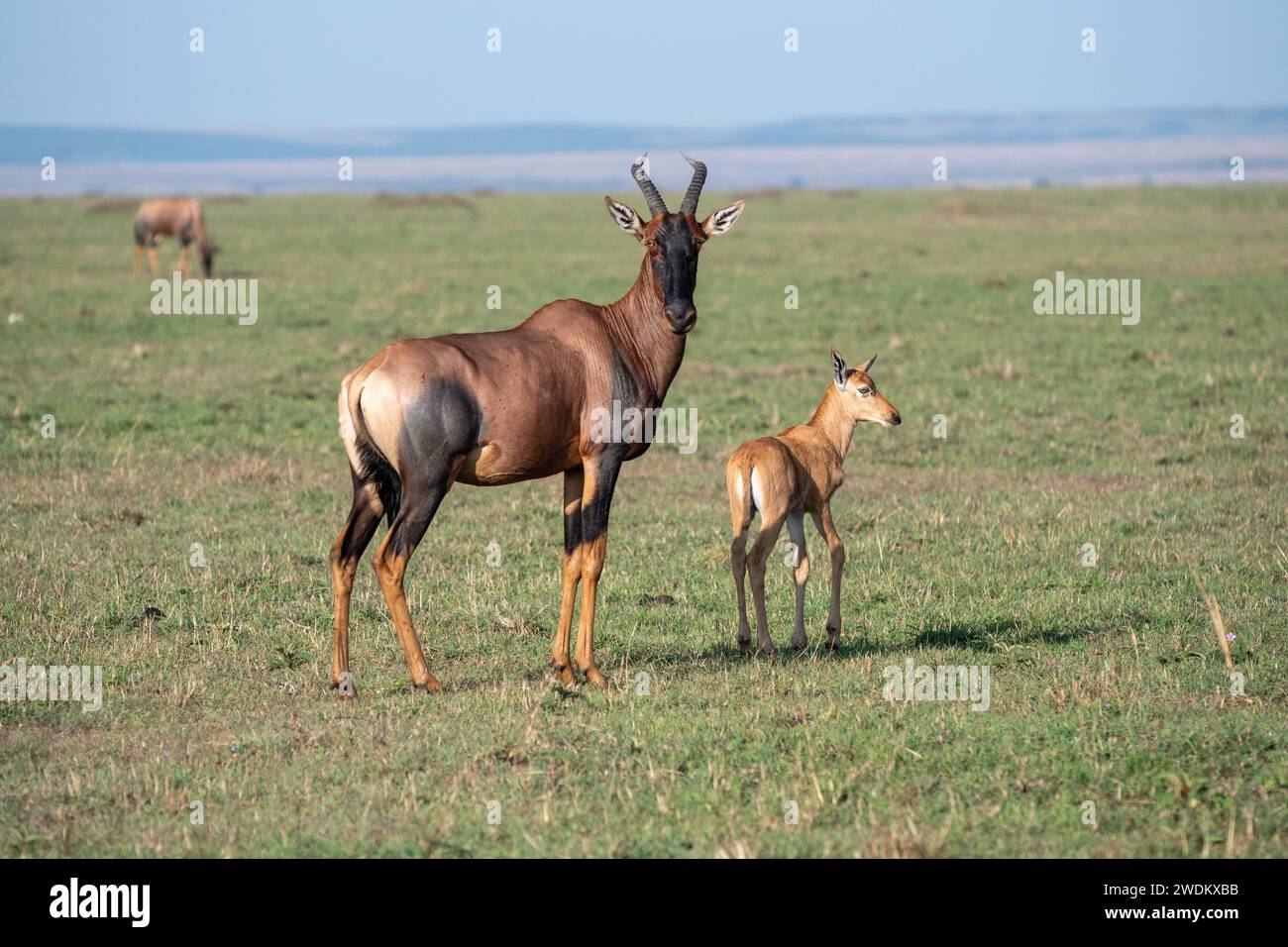 Calf skin hi-res stock photography and images - Alamy
