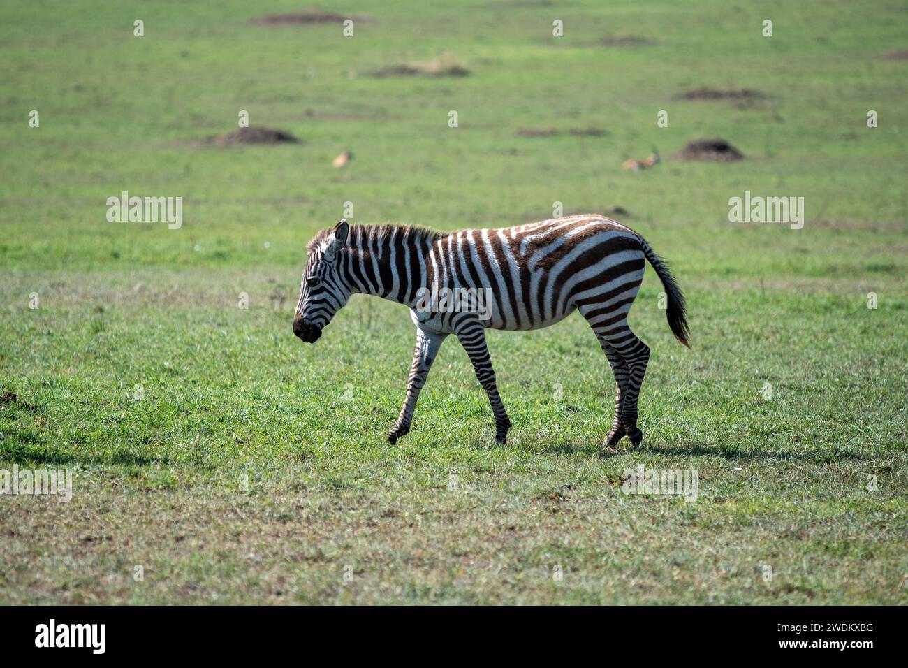 Zebra stripes flies hi-res stock photography and images - Alamy