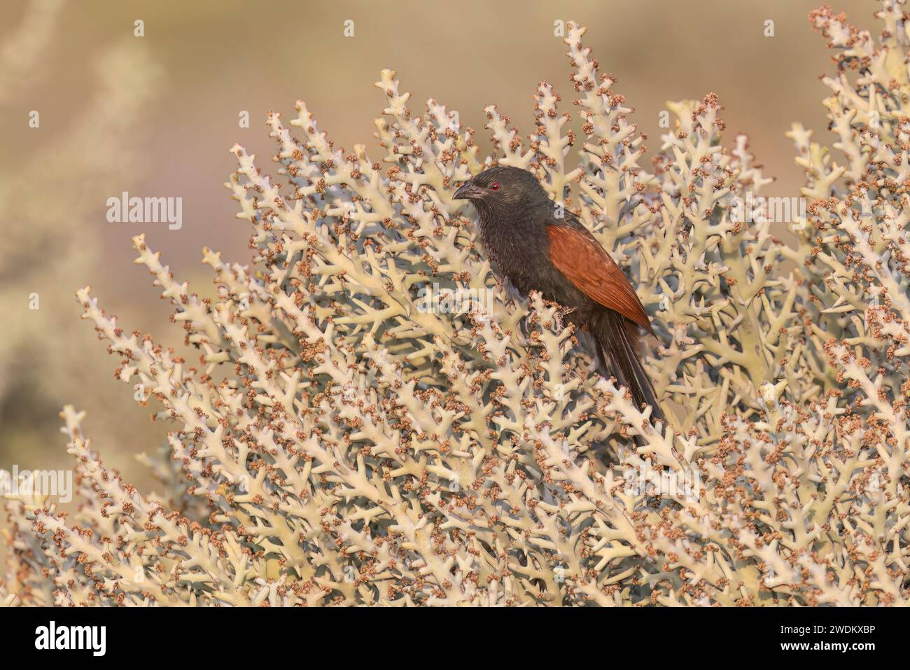 Madagascar coucal hi-res stock photography and images - Alamy
