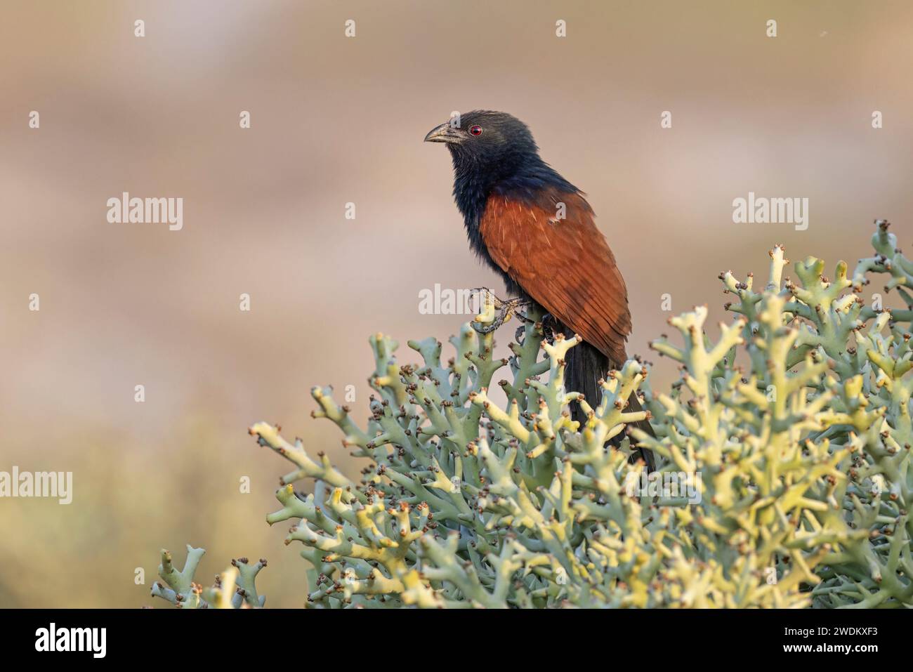Madagascar coucal hi-res stock photography and images - Alamy