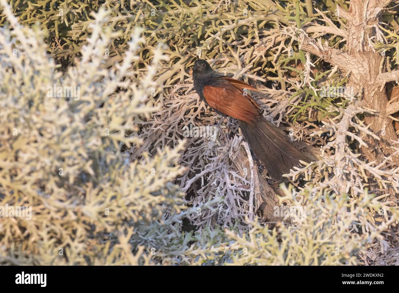 Malagasy Coucal, Anakao, Madagascar, November 2023 Stock Photo - Alamy