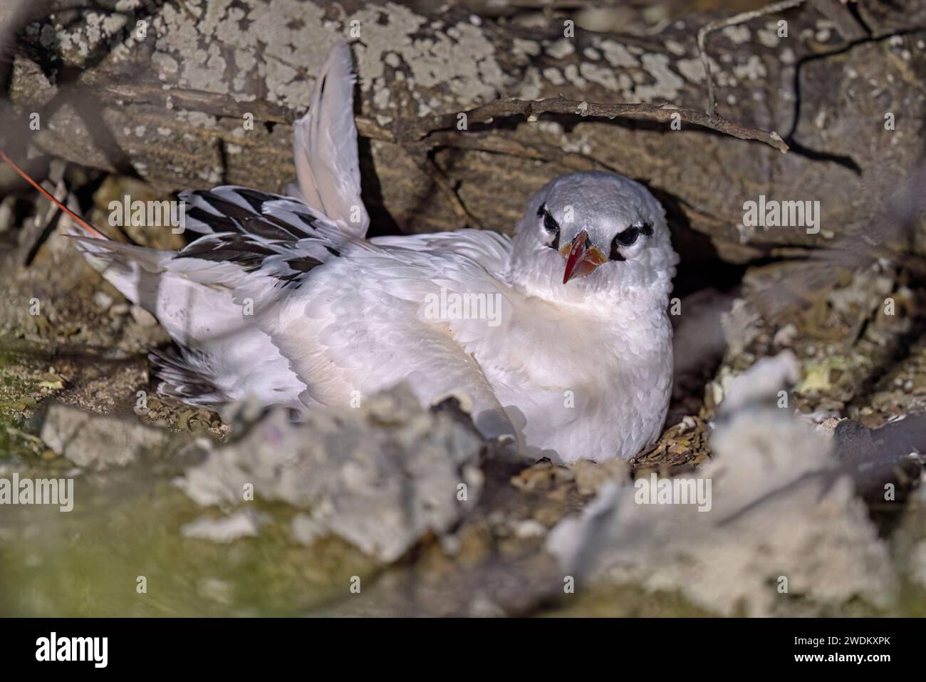 Red-tailed Tropicbird, Nosy Ve, Anakao, Madagascar, November 2023 Stock ...