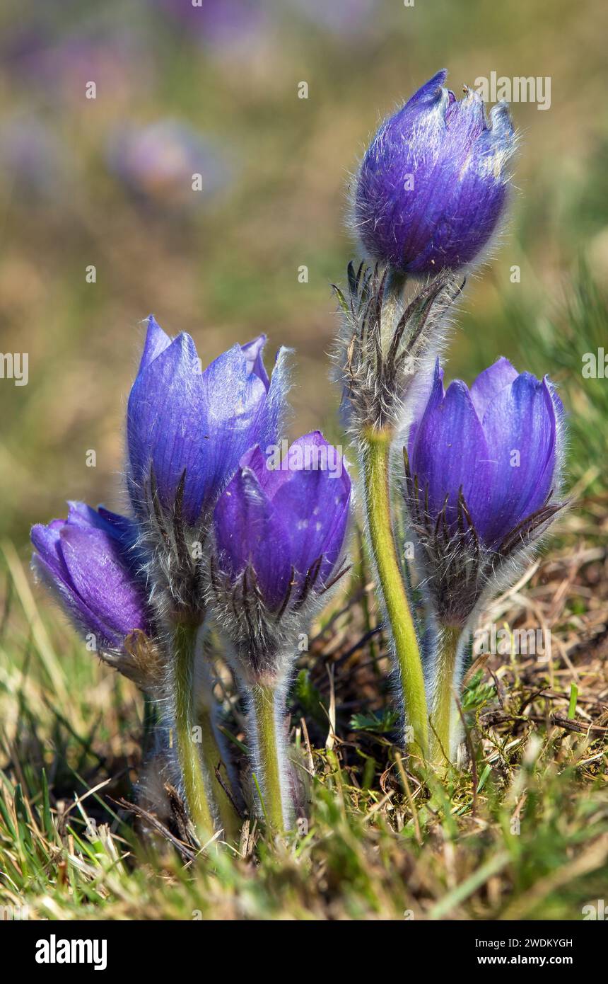 Pasqueflower, Beautiful blue flower of greater pasque flower or ...
