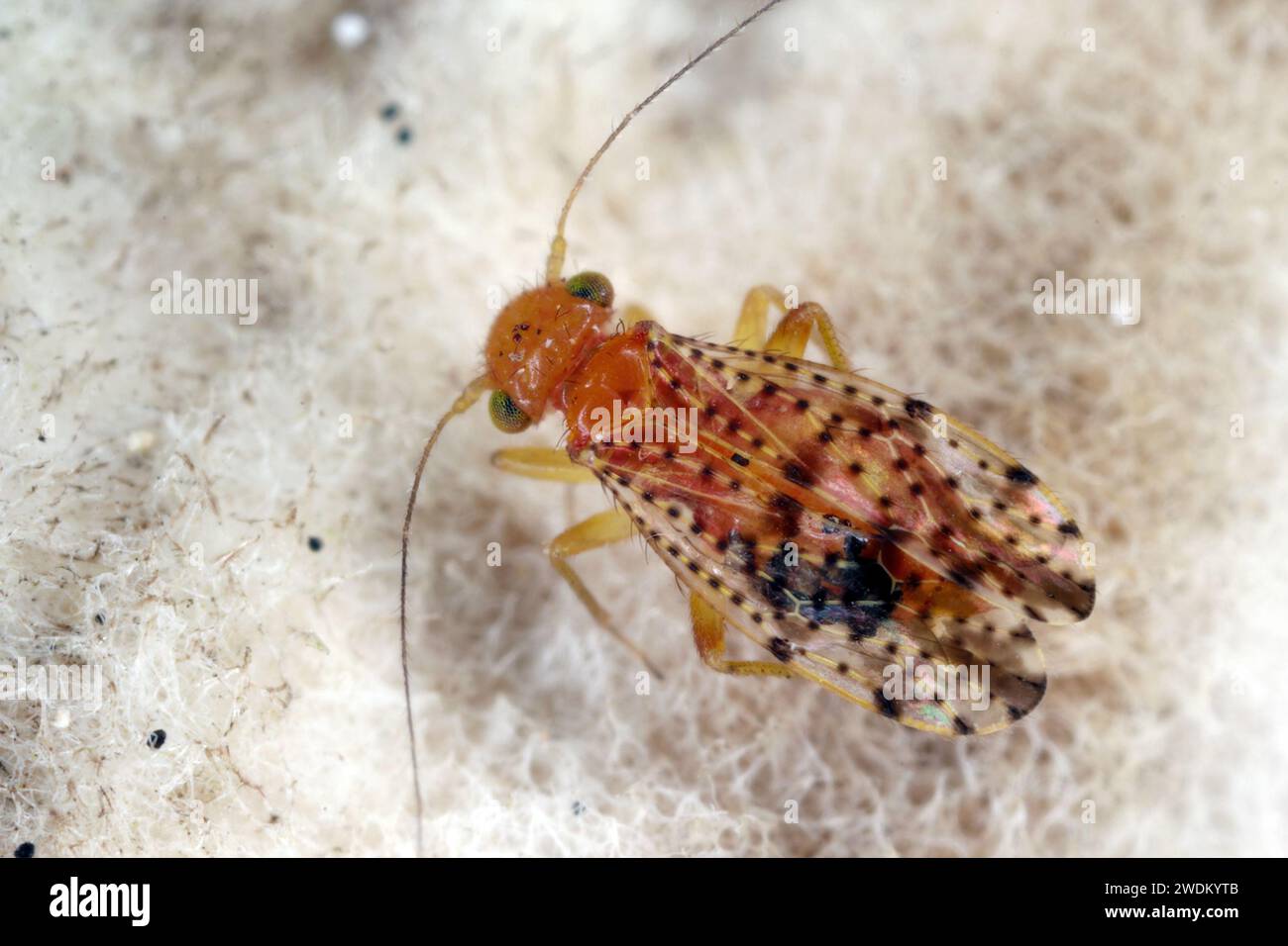 Psocid (Psocoptera) called also - booklice, barklice or barkflies, Mauritius Stock Photo - Alamy