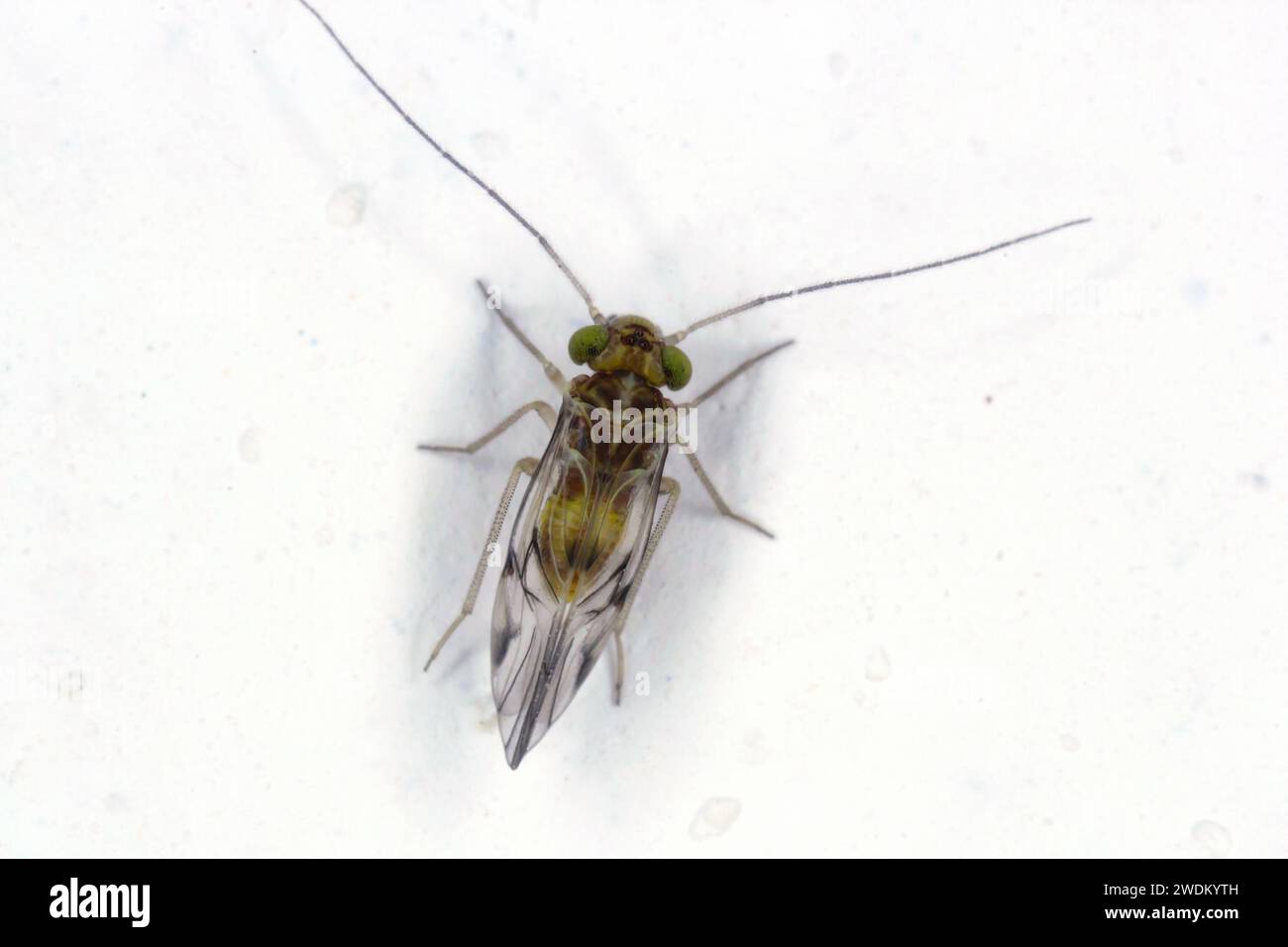 Psocid (Psocoptera) called also - booklice, barklice or barkflies ...