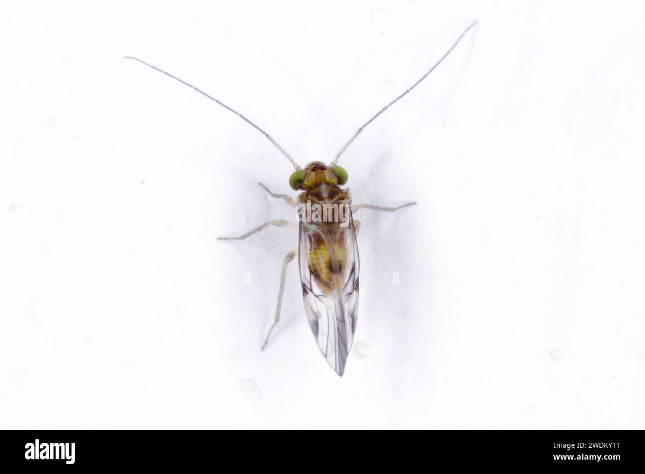 Psocid (Psocoptera) called also - booklice, barklice or barkflies, Mauritius Stock Photo - Alamy