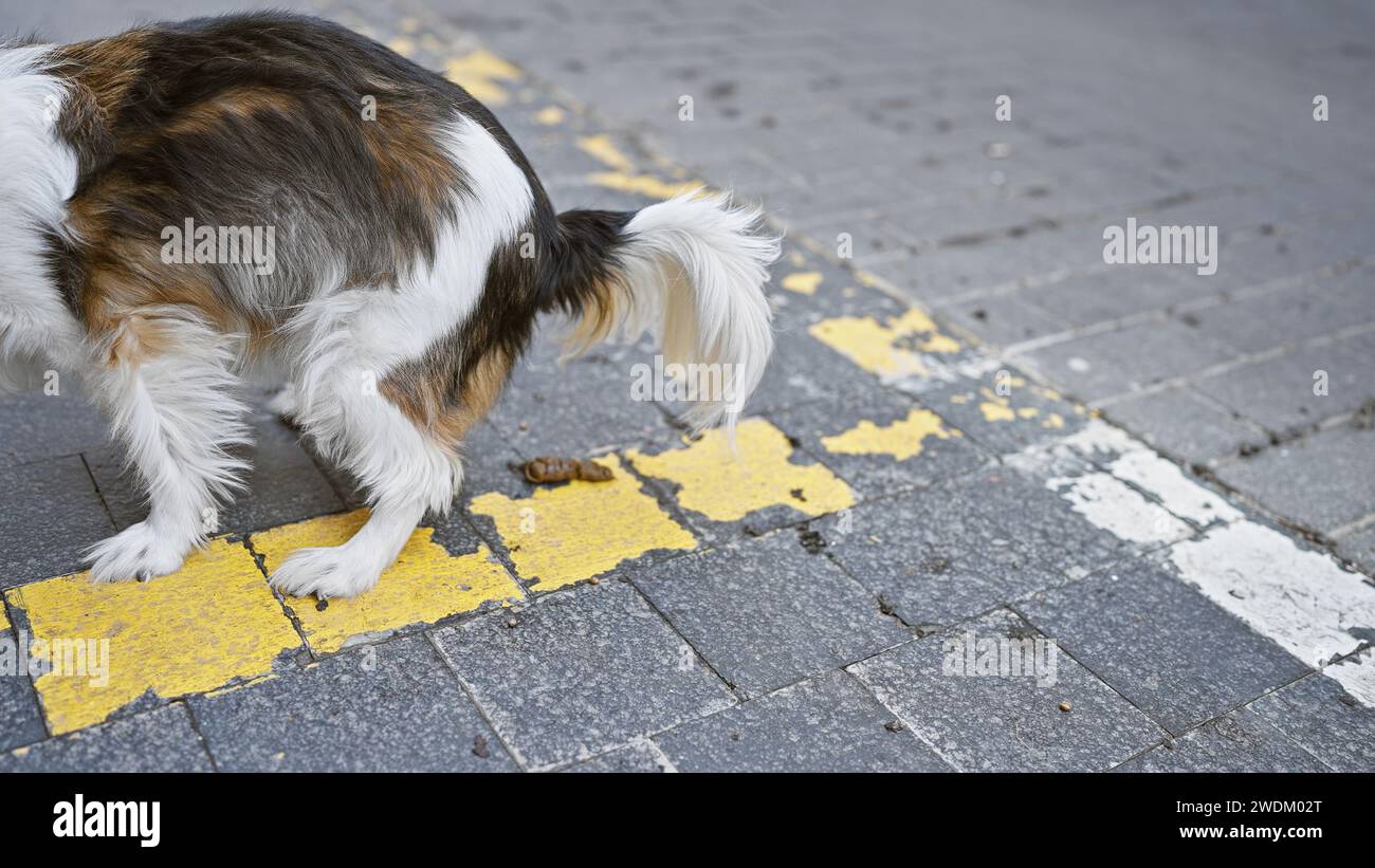 A dog defecating on a pedestrian crossing with yellow and white road ...