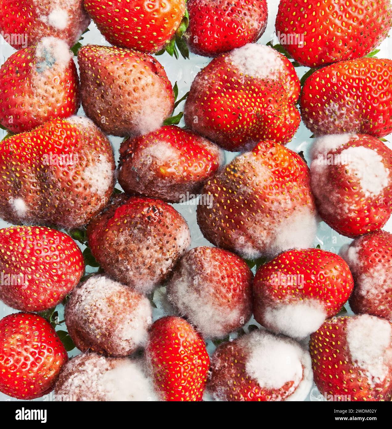 A close-up view of moldy strawberries showcasing decay and food waste ...