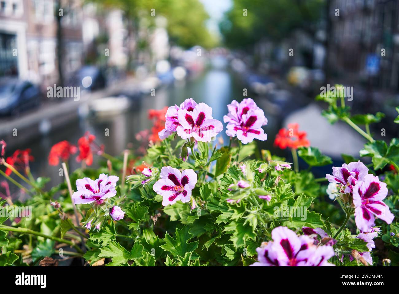 Vibrant geraniums in focus with a blurred amsterdam canal background ...