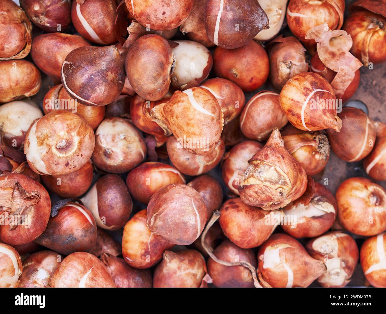 Close-up of fresh, raw tulip bulbs grouped tightly to showcase their ...