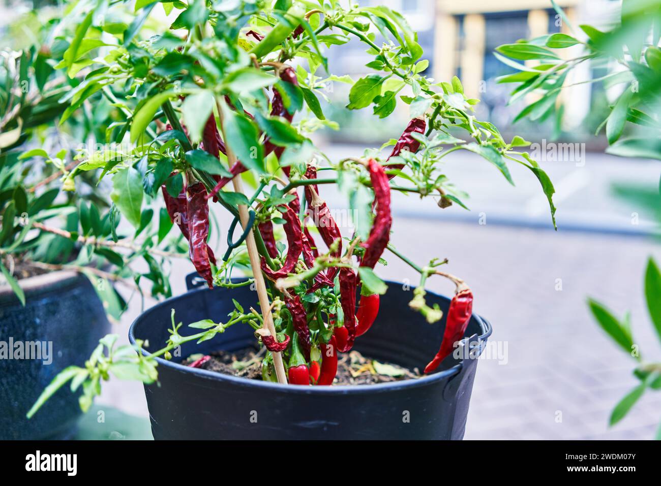 Potted red chili pepper plant with vibrant green leaves and dried pods ...