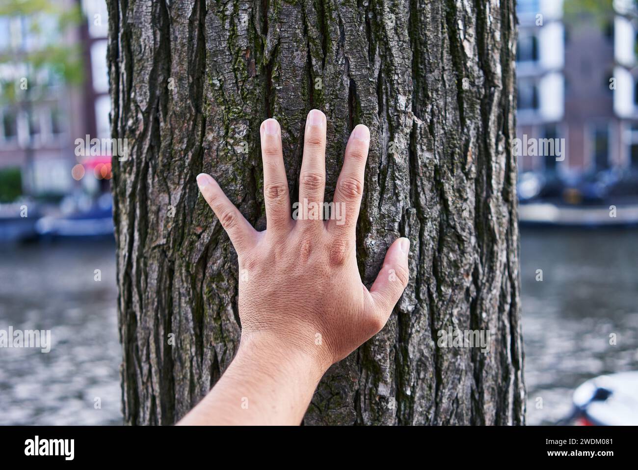 Man's hand touching a rough tree bark in an urban setting with blurred ...