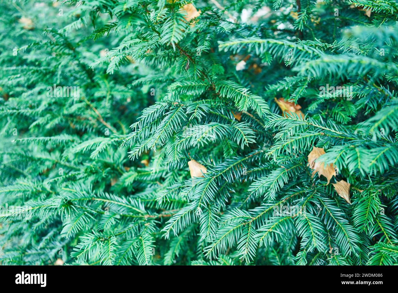 Lush, green, coniferous foliage captured up-close, portraying the ...