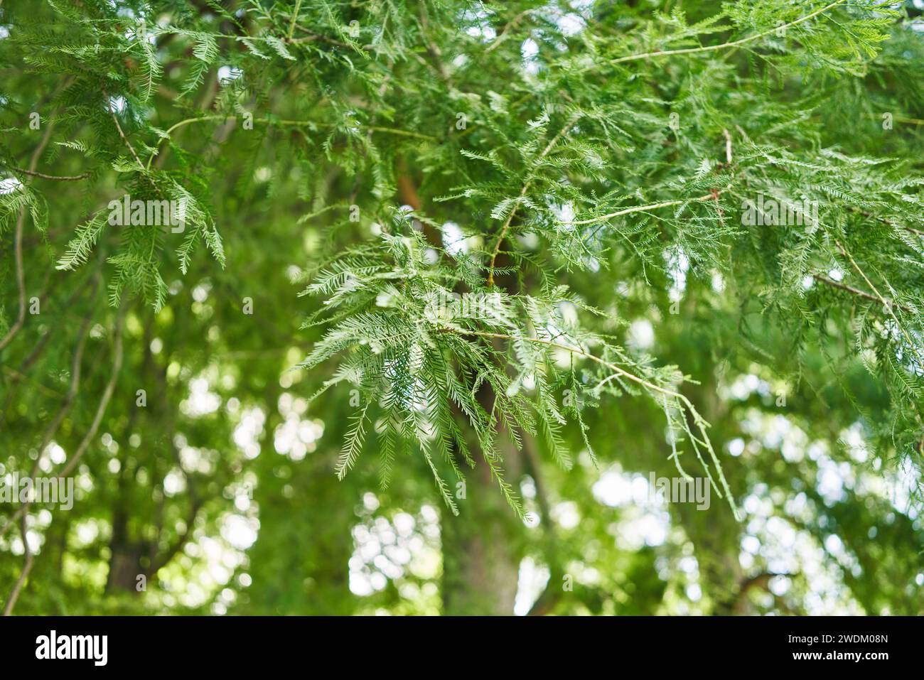 Lush green foliage of evergreen conifer tree branches captured in soft ...
