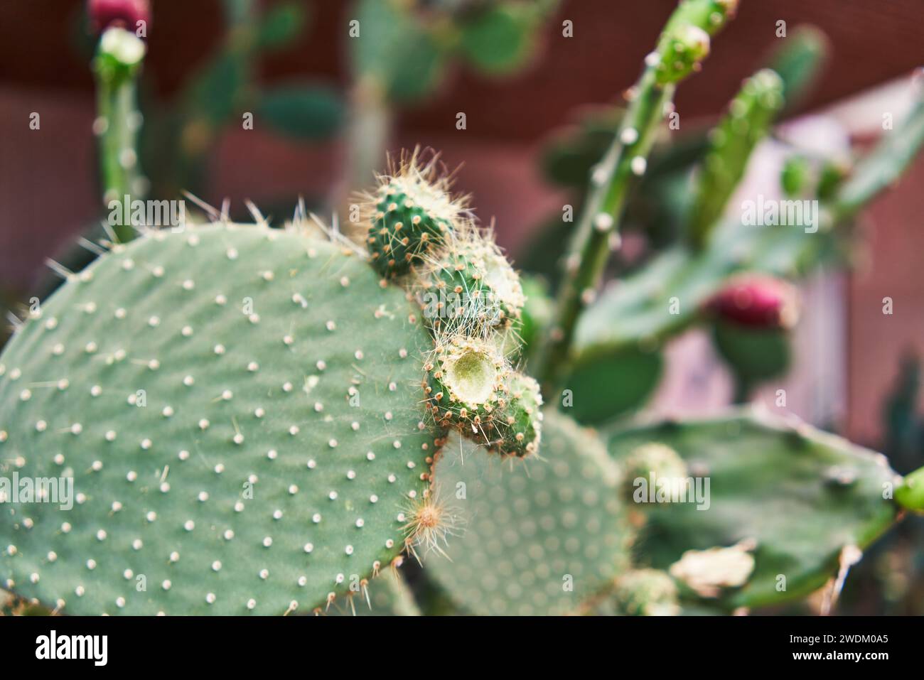 Close-up of a prickly pear cactus with budding flowers in a garden ...