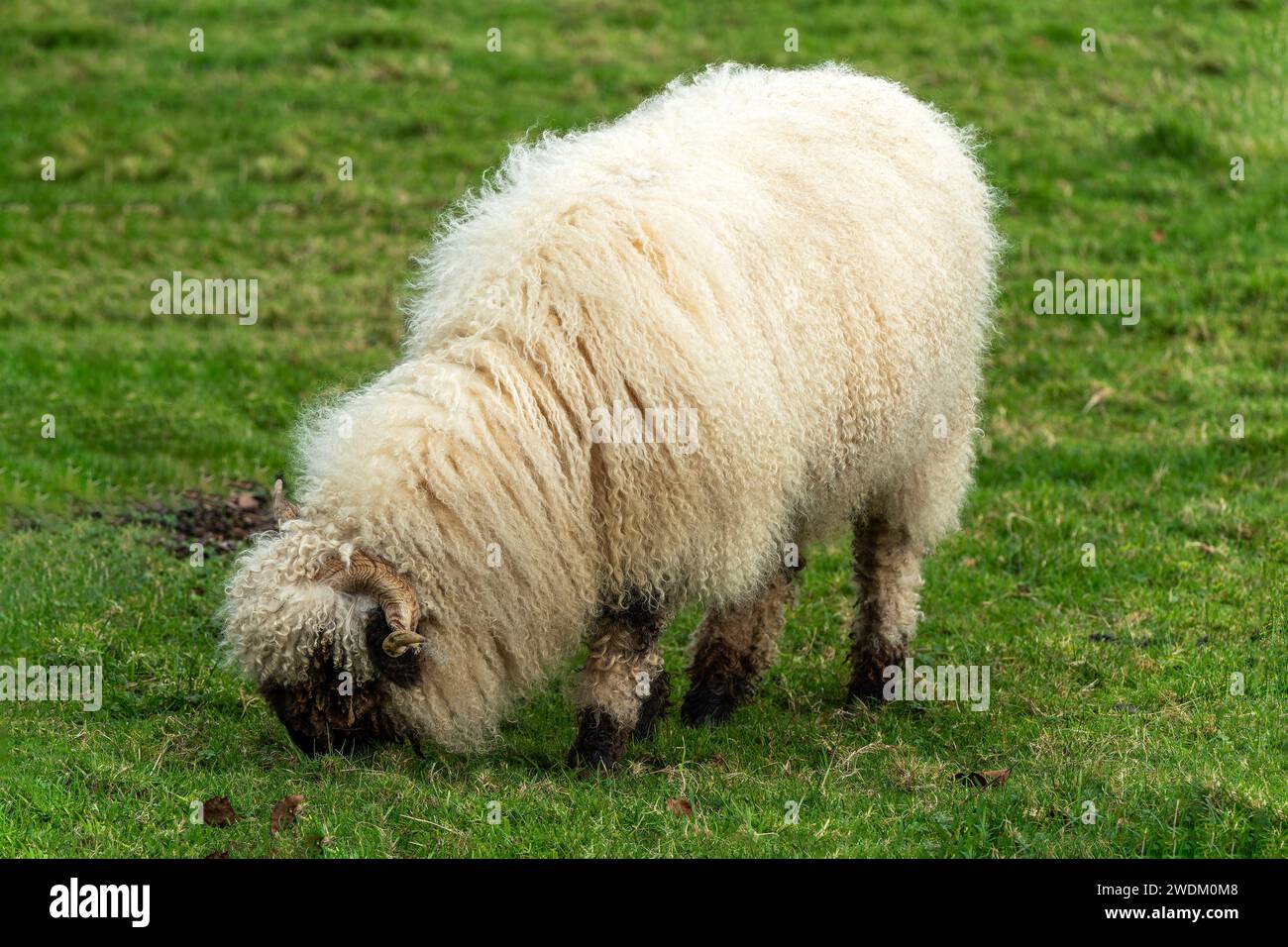 Valais Blacknose Sheep in a lush green meadow on an agricultural farm ...