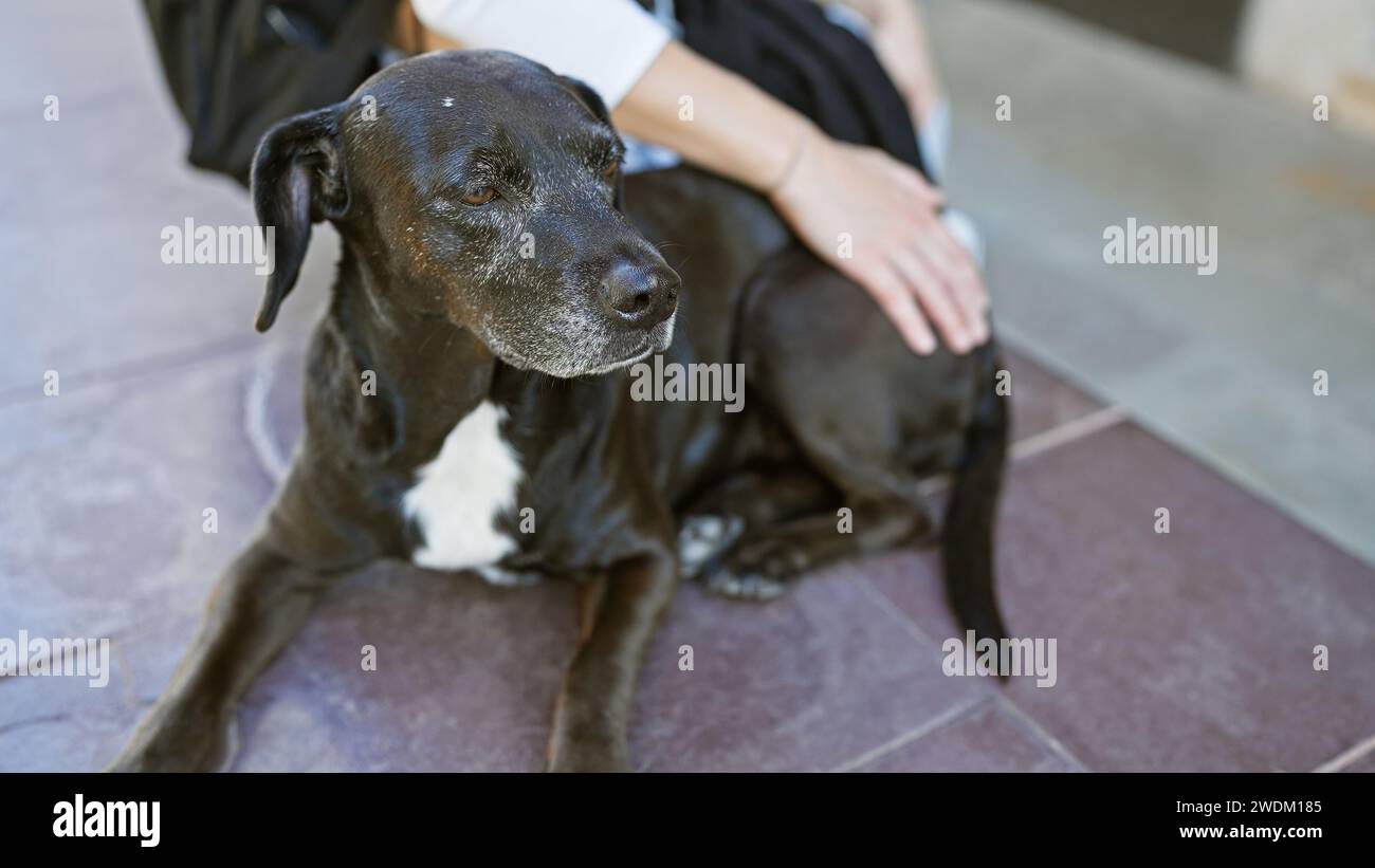 A gentle black and white dog being petted by a woman's hand on an urban ...