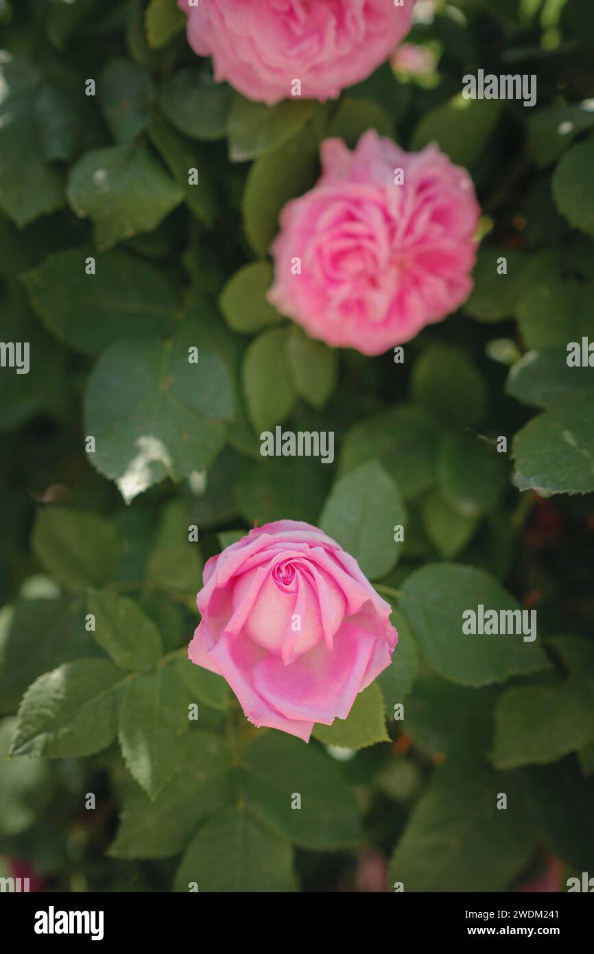 Field of Damascena roses in sunny summer day . Rose petals harvest for ...