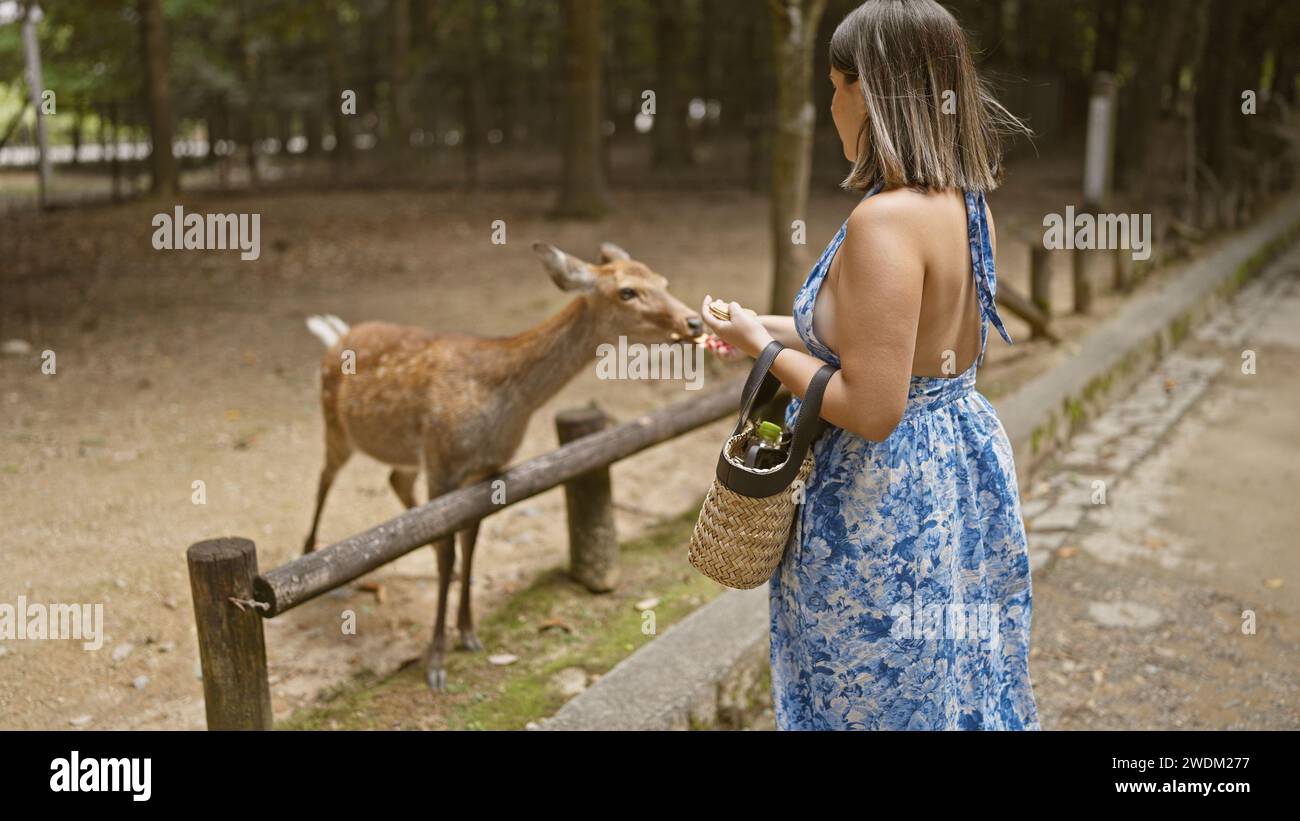 Beautiful young hispanic woman feeding rice crackers to the deer at ...
