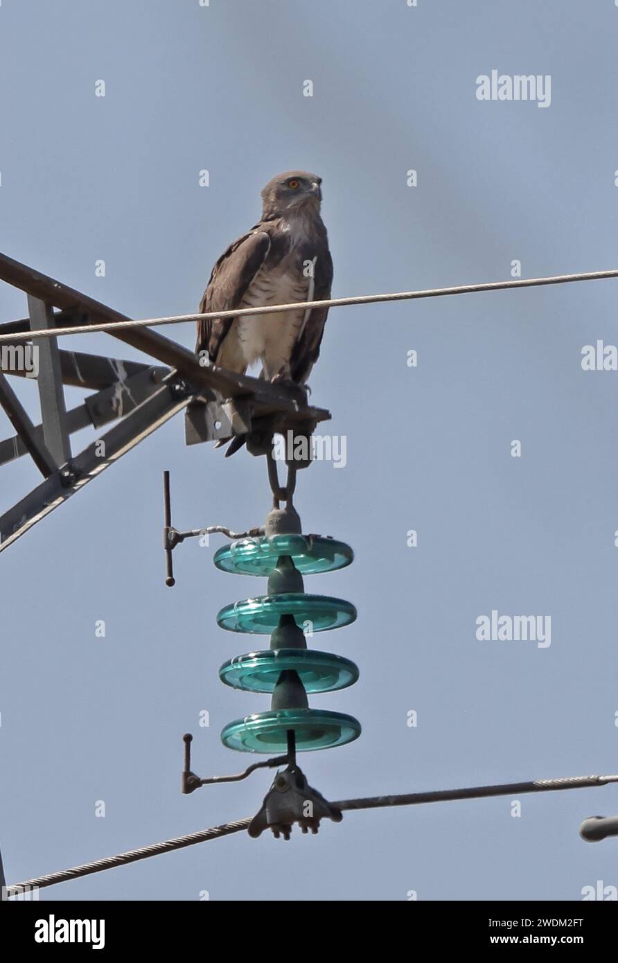 Brown Snake-eagle (Circaetus cinereus) adult perched on top of ...