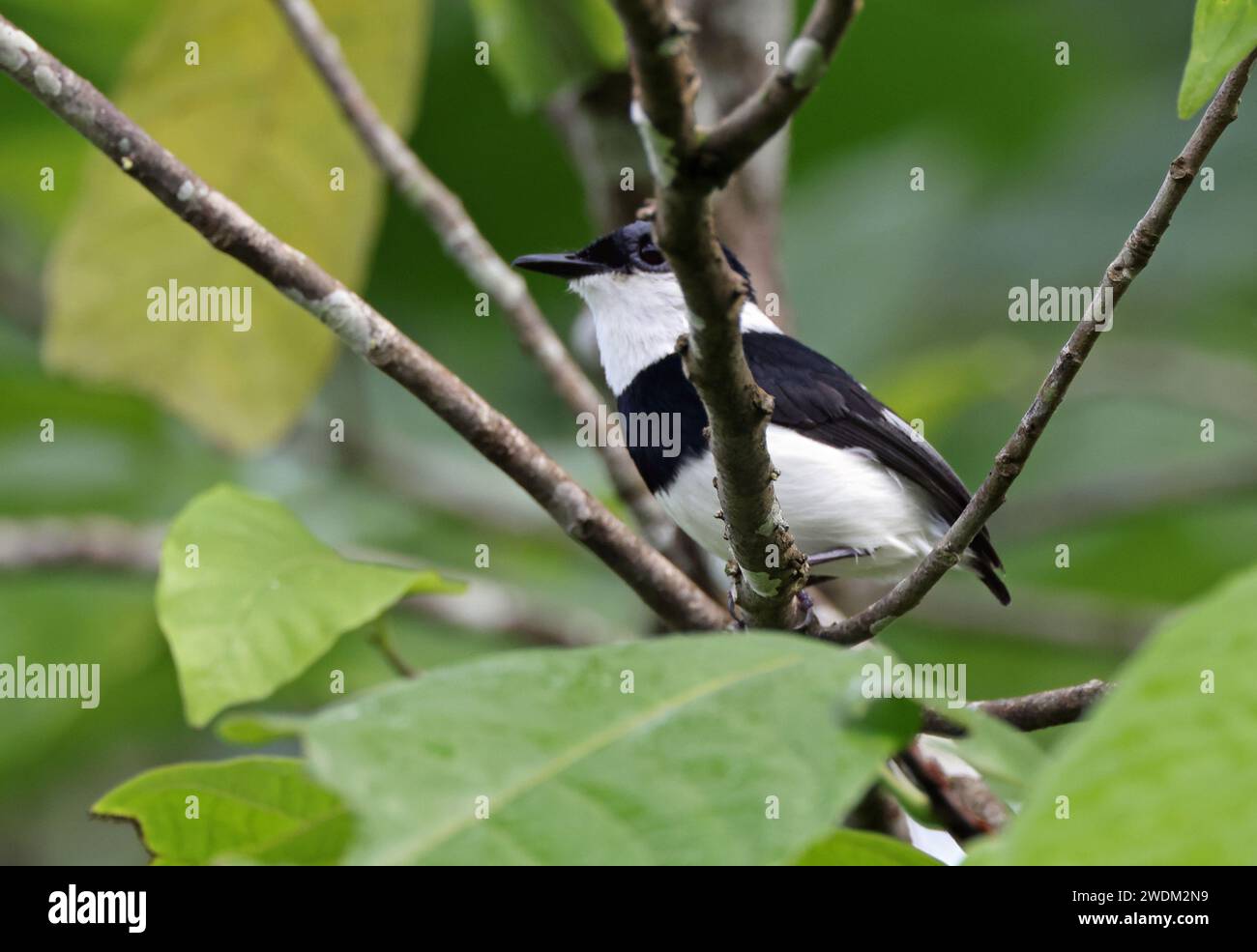 African wattle hi-res stock photography and images - Alamy