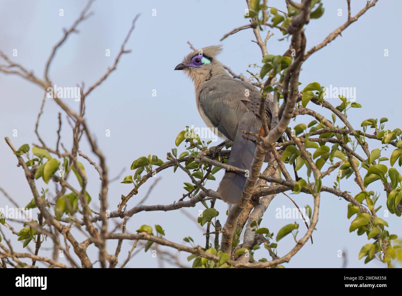 Crested Coua, Ifaty spiny forest reserve, Madagascar, November 2023 ...
