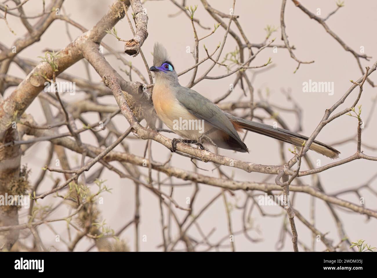 Crested Coua, Ifaty spiny forest reserve, Madagascar, November 2023 ...