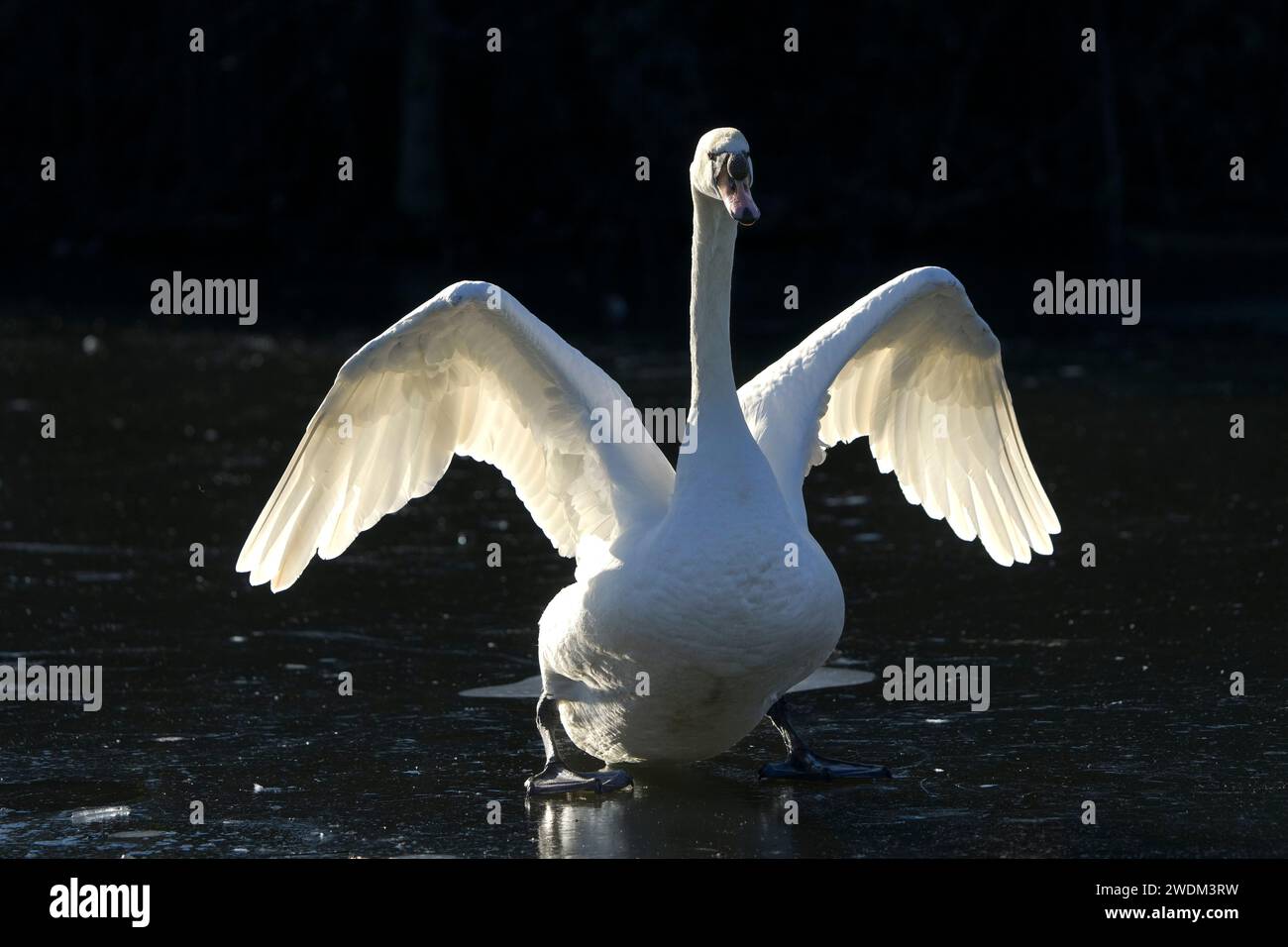 A swan tries to keep its balance as it walks on the ice on the frozen ...