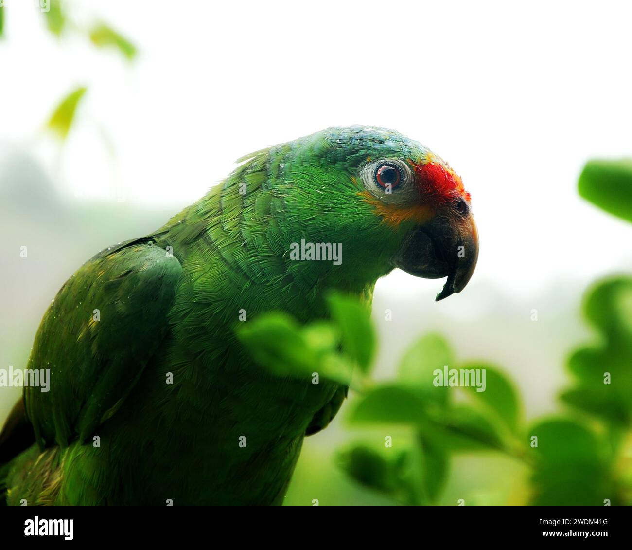 Parrot closeup hi-res stock photography and images - Alamy