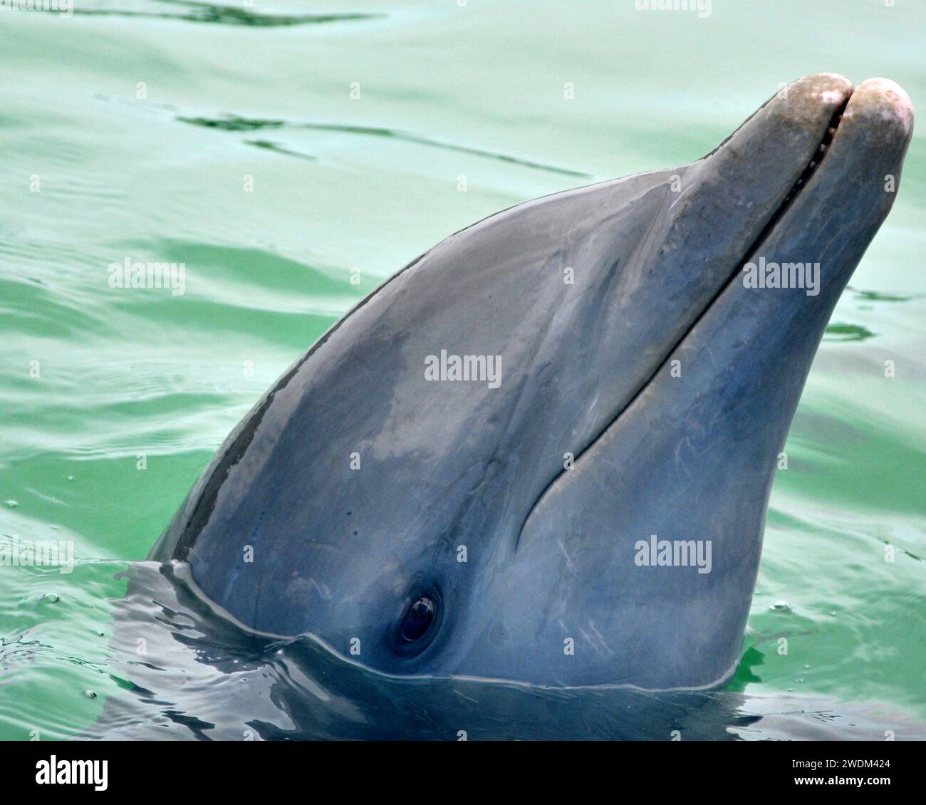 Bottlenose Dolphin face closeup Stock Photo - Alamy