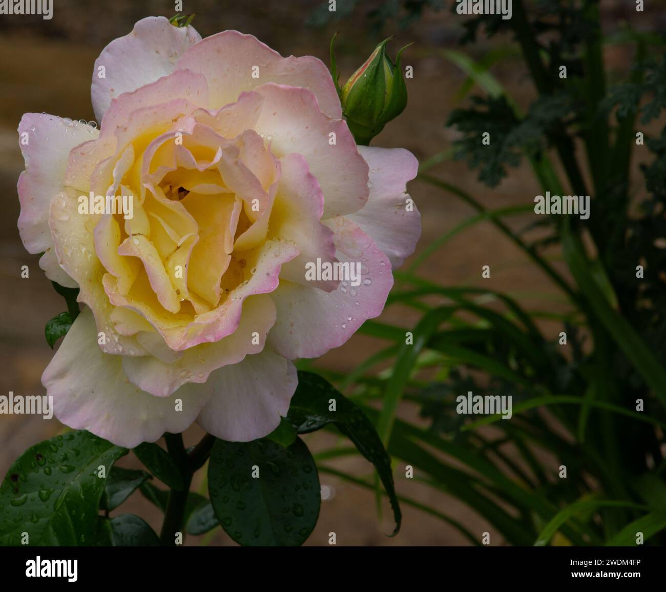 Yellow rose with light pink color around the petal edges after a light ...