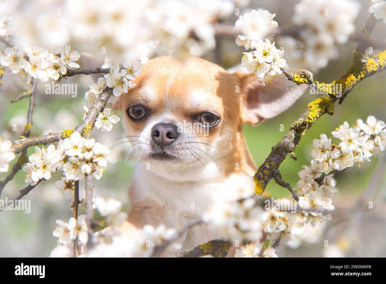 Cherry dog hi-res stock photography and images - Alamy