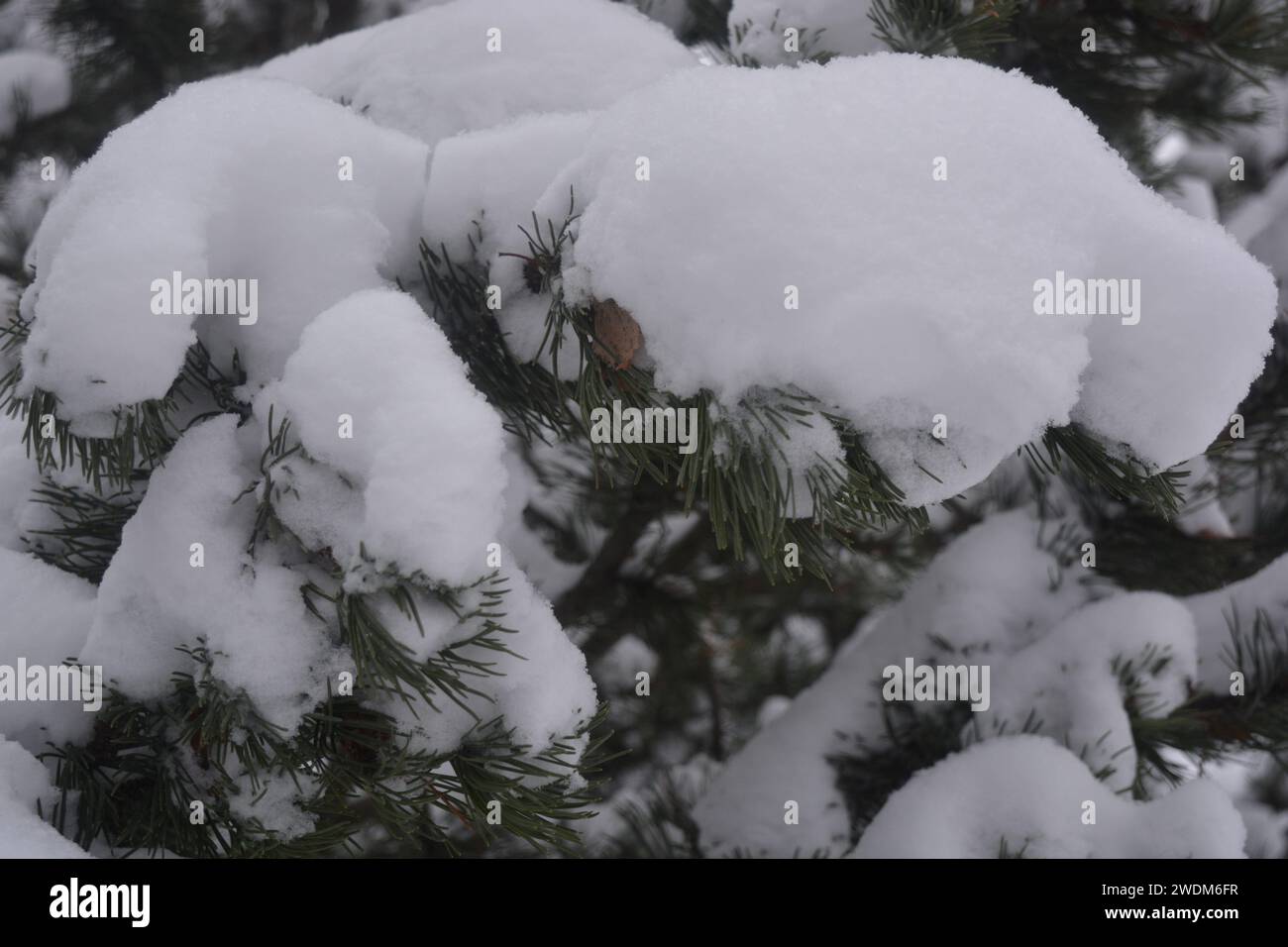 Green fluffy Christmas tree, beautiful branches of a lush Christmas ...