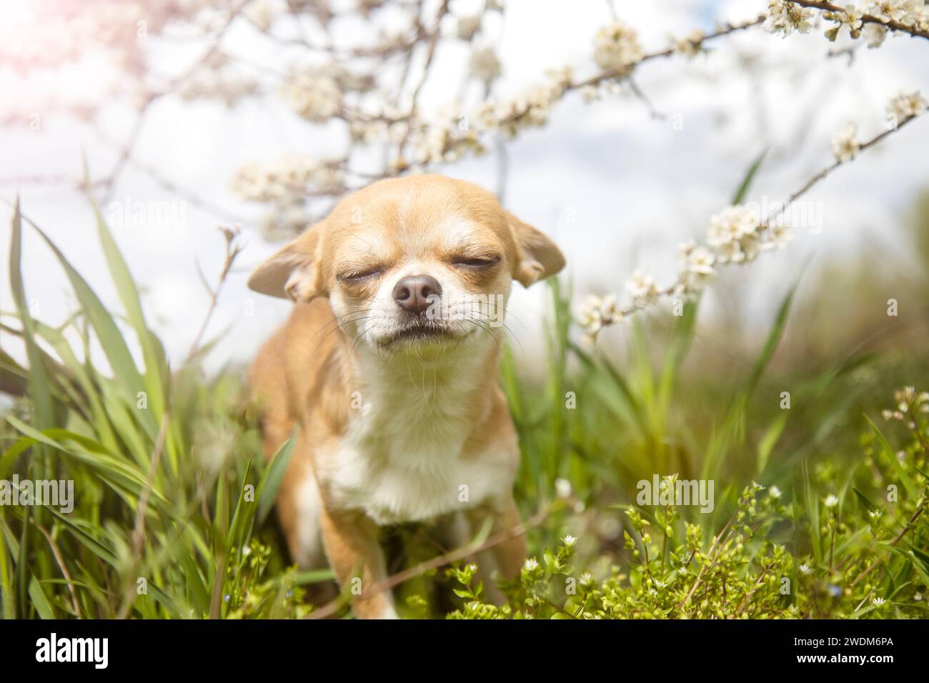 dog sits with a smile under a flowering tree Stock Photo - Alamy