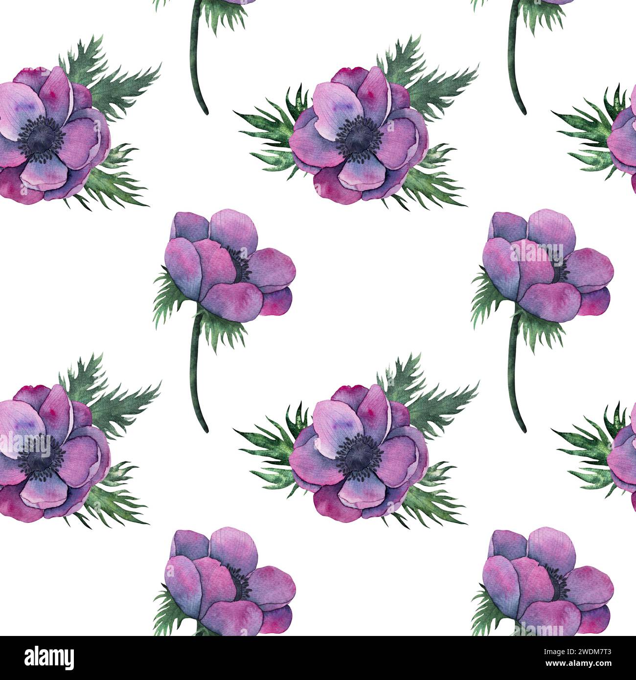 anemone flowers bouquet in Bright purple colors. Hand drawn Watercolor ...