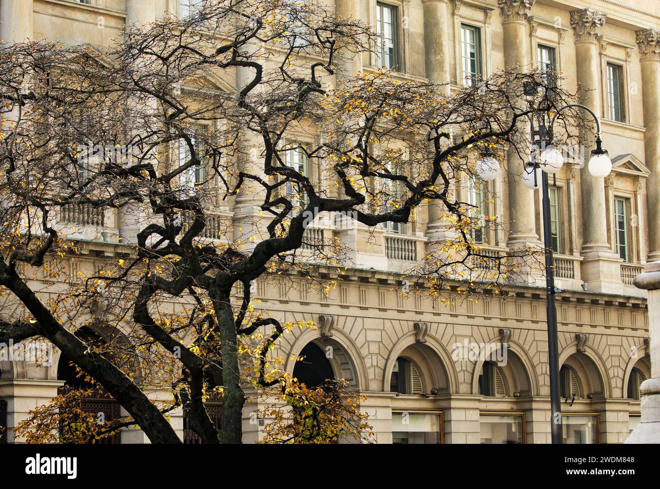 A shapely twisted tree losing its leaves in front of a neoclassical ...