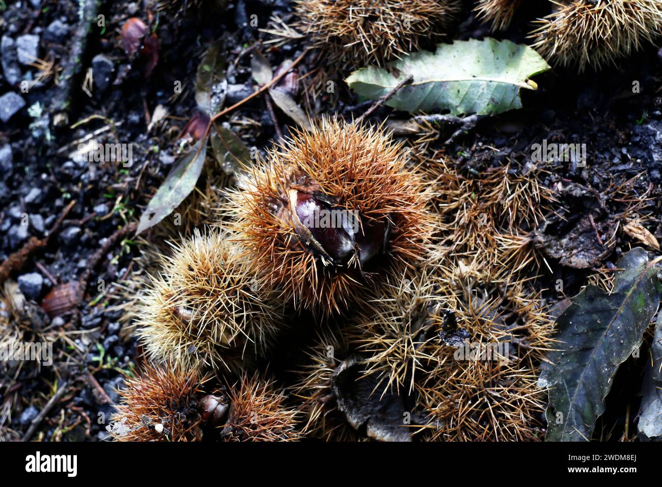 Chestnuts natural in the forest Stock Photo - Alamy
