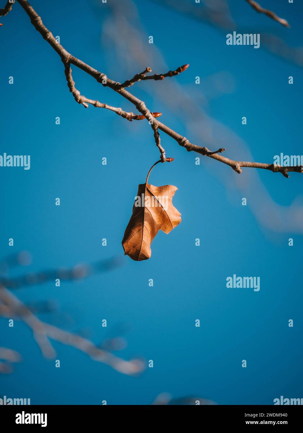 Dangle hi-res stock photography and images - Alamy