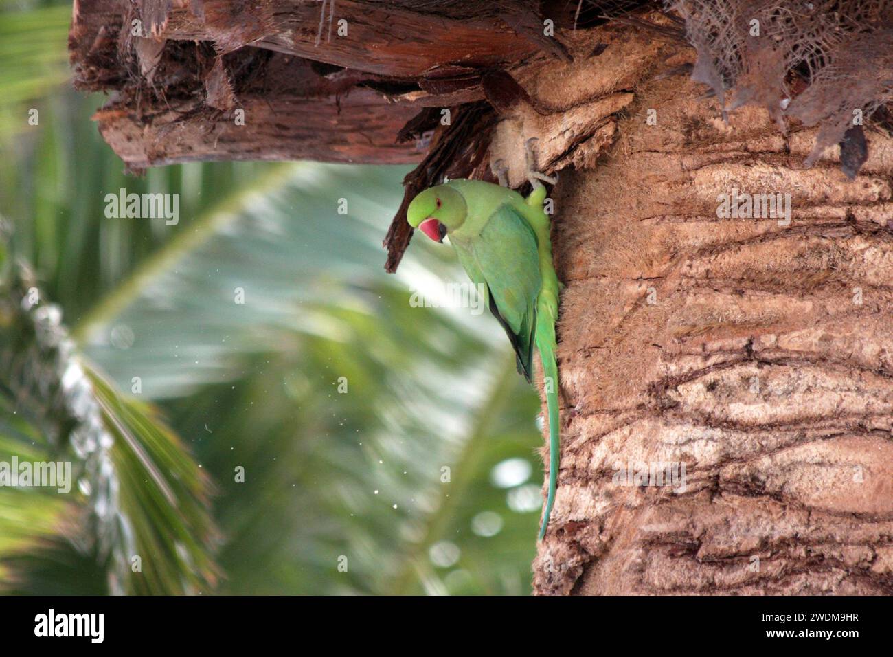 Lanzarote parakeet hi-res stock photography and images - Alamy